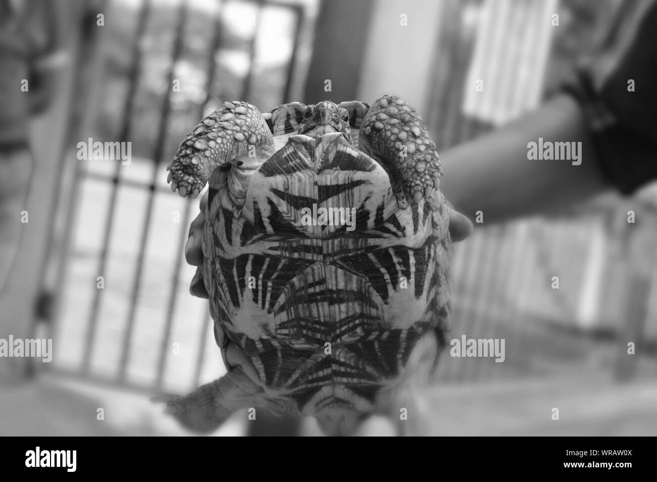 Person holding turtle hi-res stock photography and images - Alamy