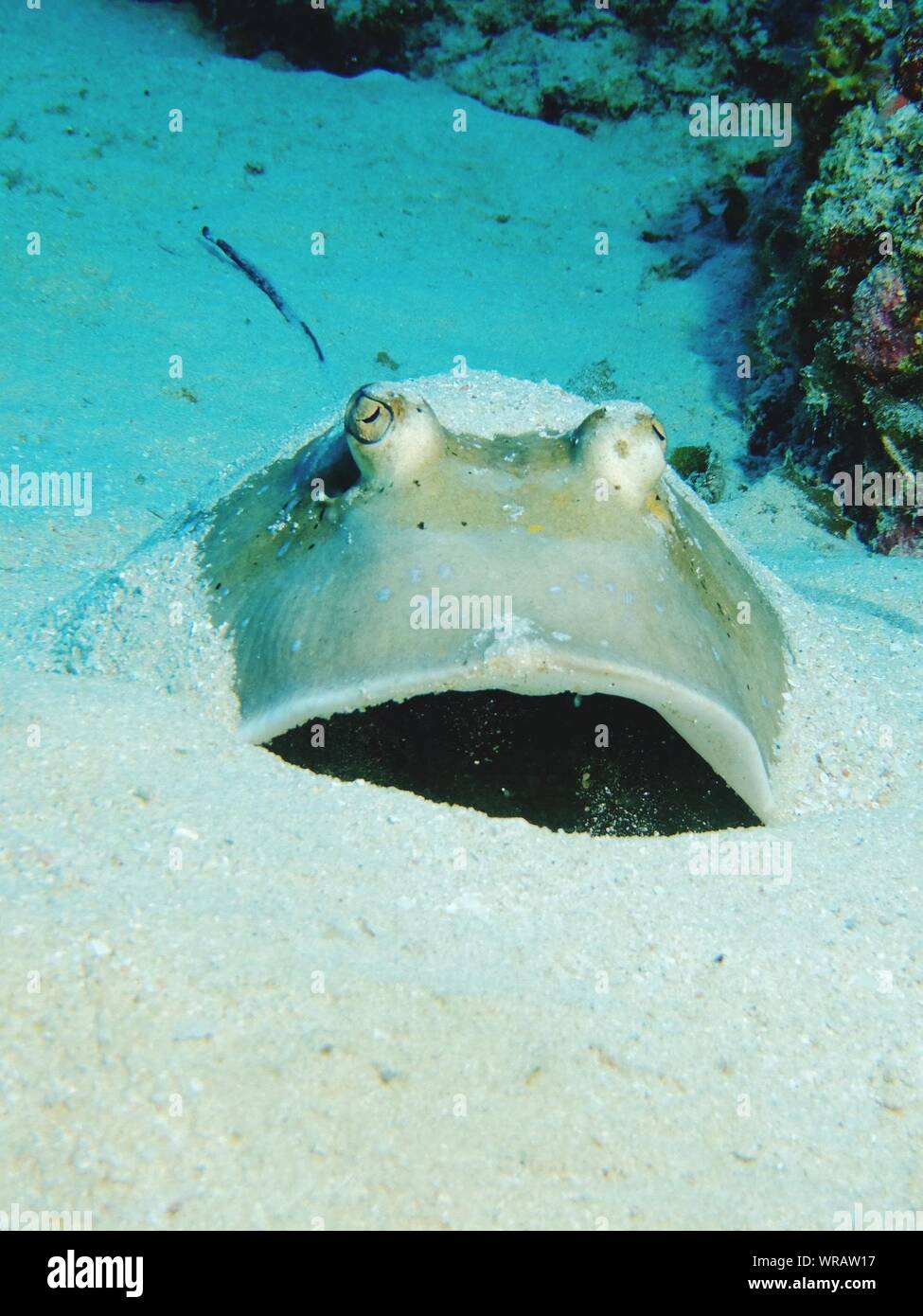 Fish hiding hi-res stock photography and images - Alamy