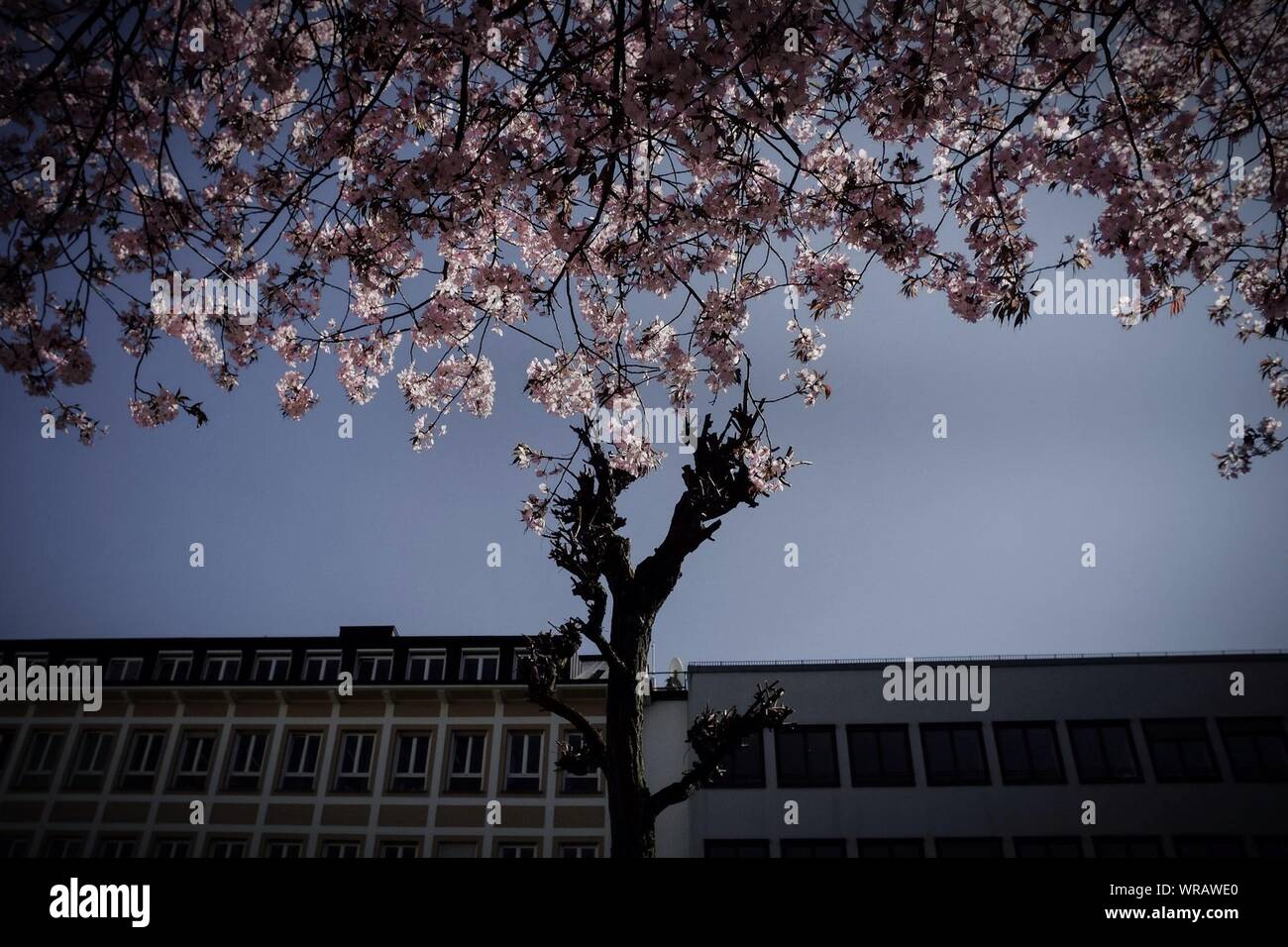 Cherry with structure hi-res stock photography and images - Alamy