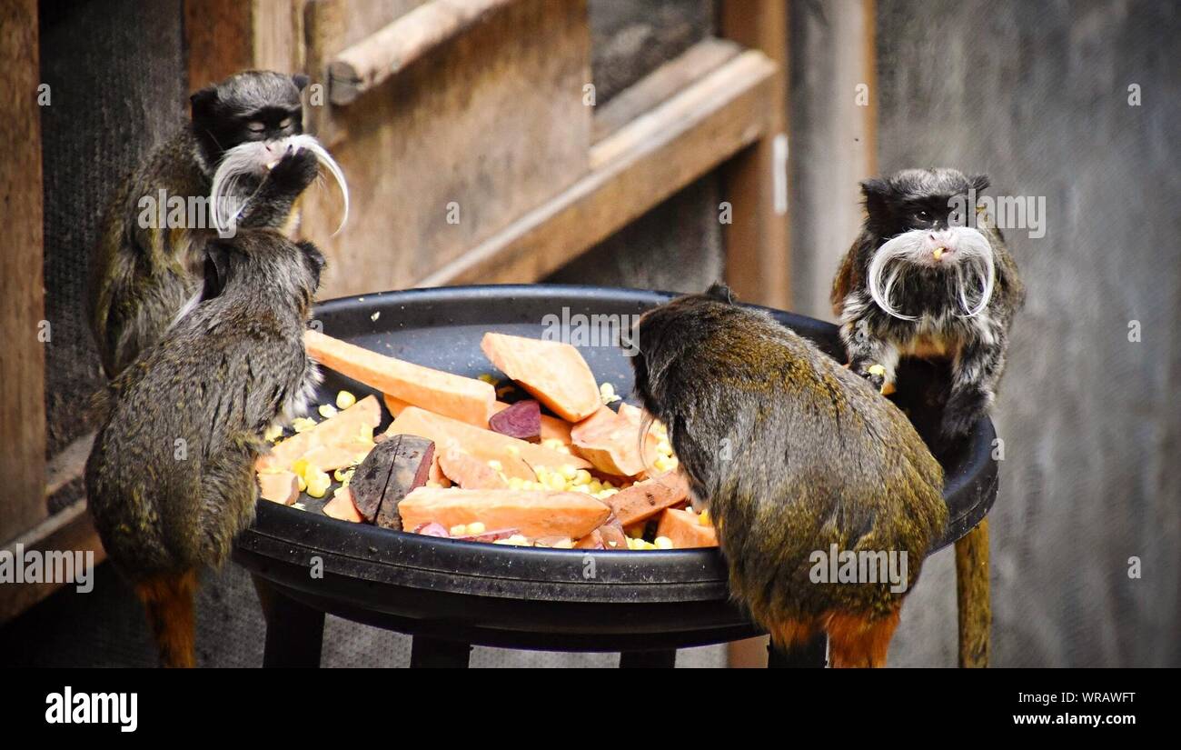 Zoo Food High Resolution Stock Photography and Images - Alamy