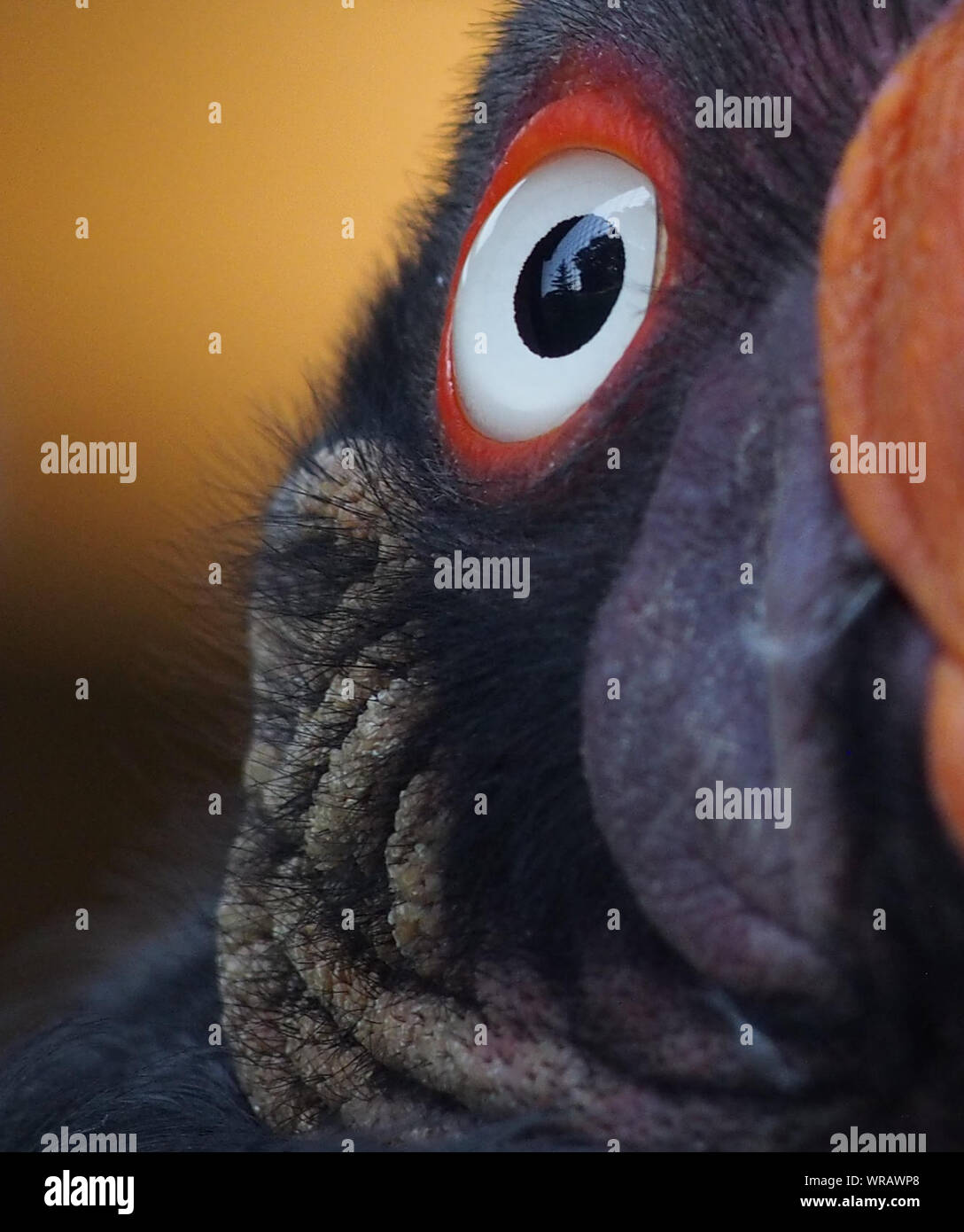 Bird_eye hi-res stock photography and images - Alamy