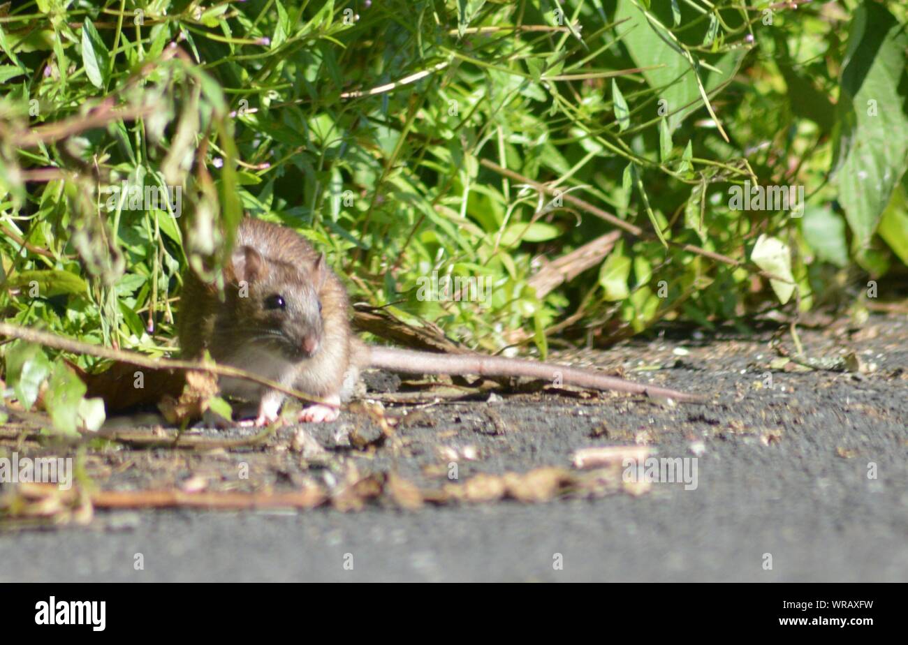 Brown field mouse hi-res stock photography and images - Alamy