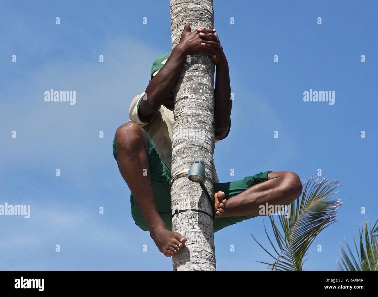 Man climbing coconut tree hi-res stock photography and images - Alamy