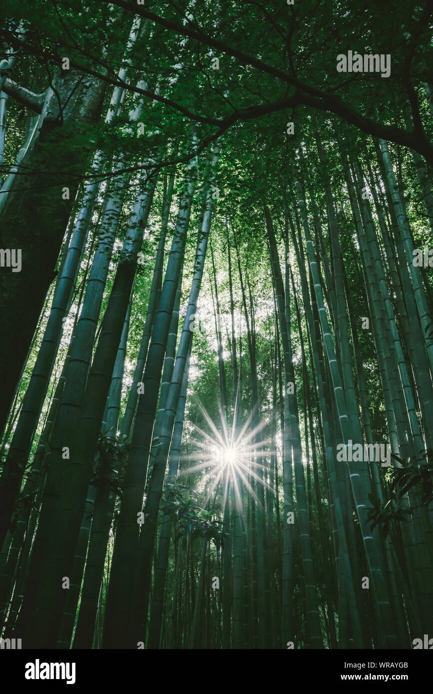 Bamboos in a forest hi-res stock photography and images - Alamy