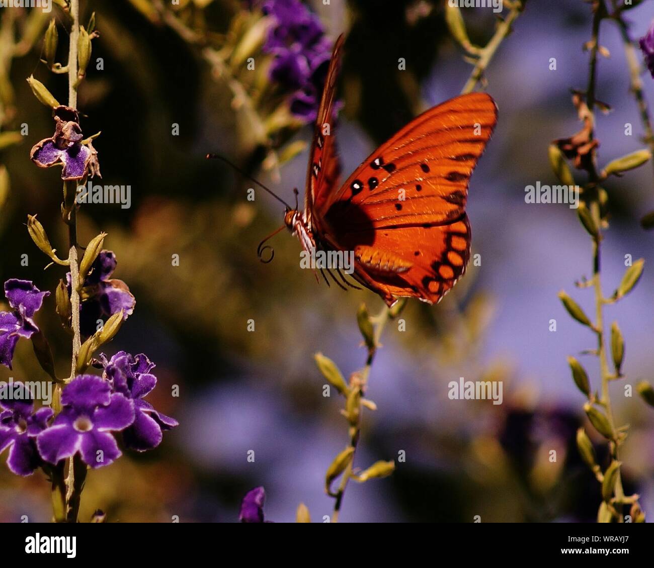 Flying mid air butterfly hi-res stock photography and images - Alamy