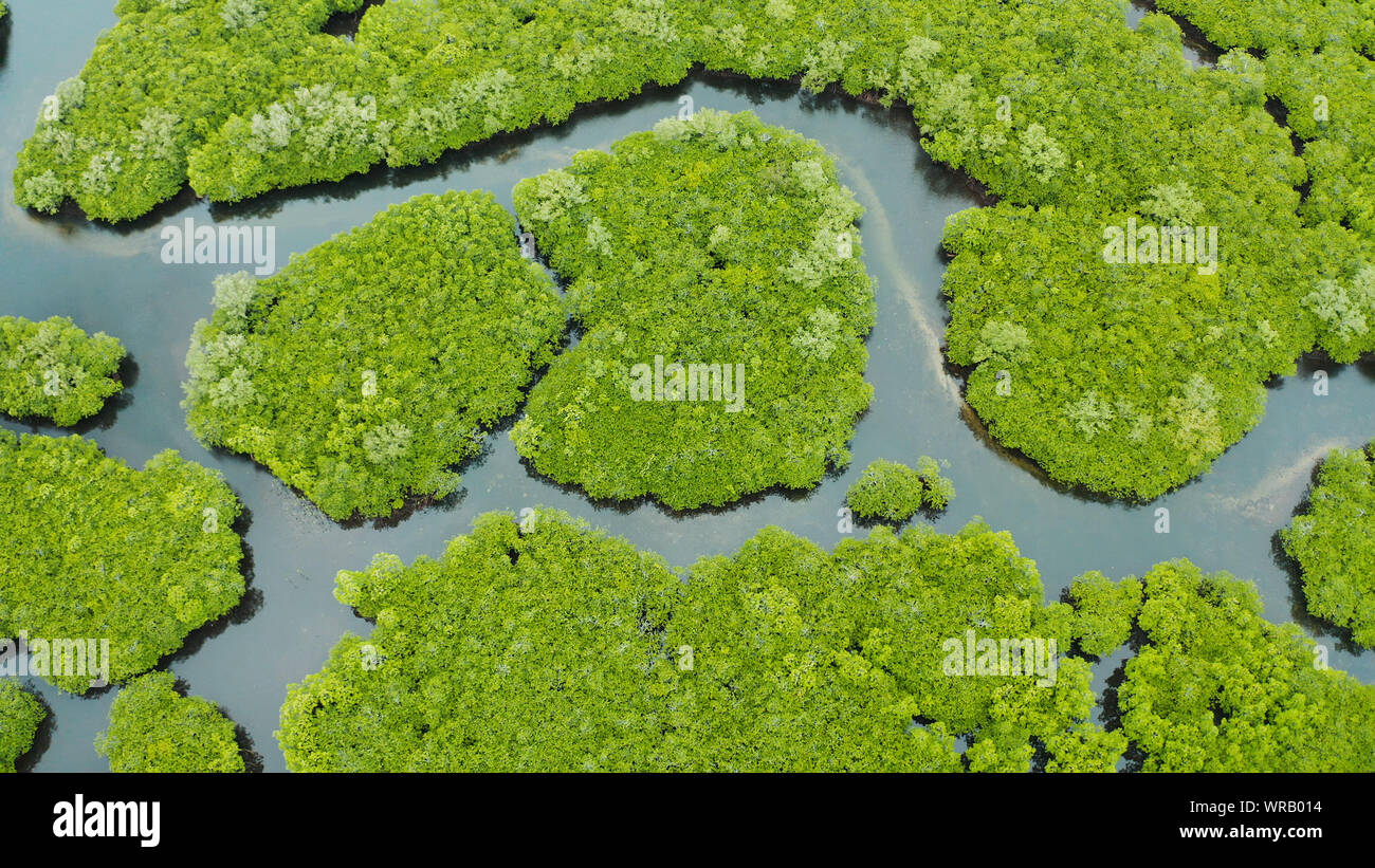 River in tropical mangrove green tree forest top view. Mangrove jungles ...