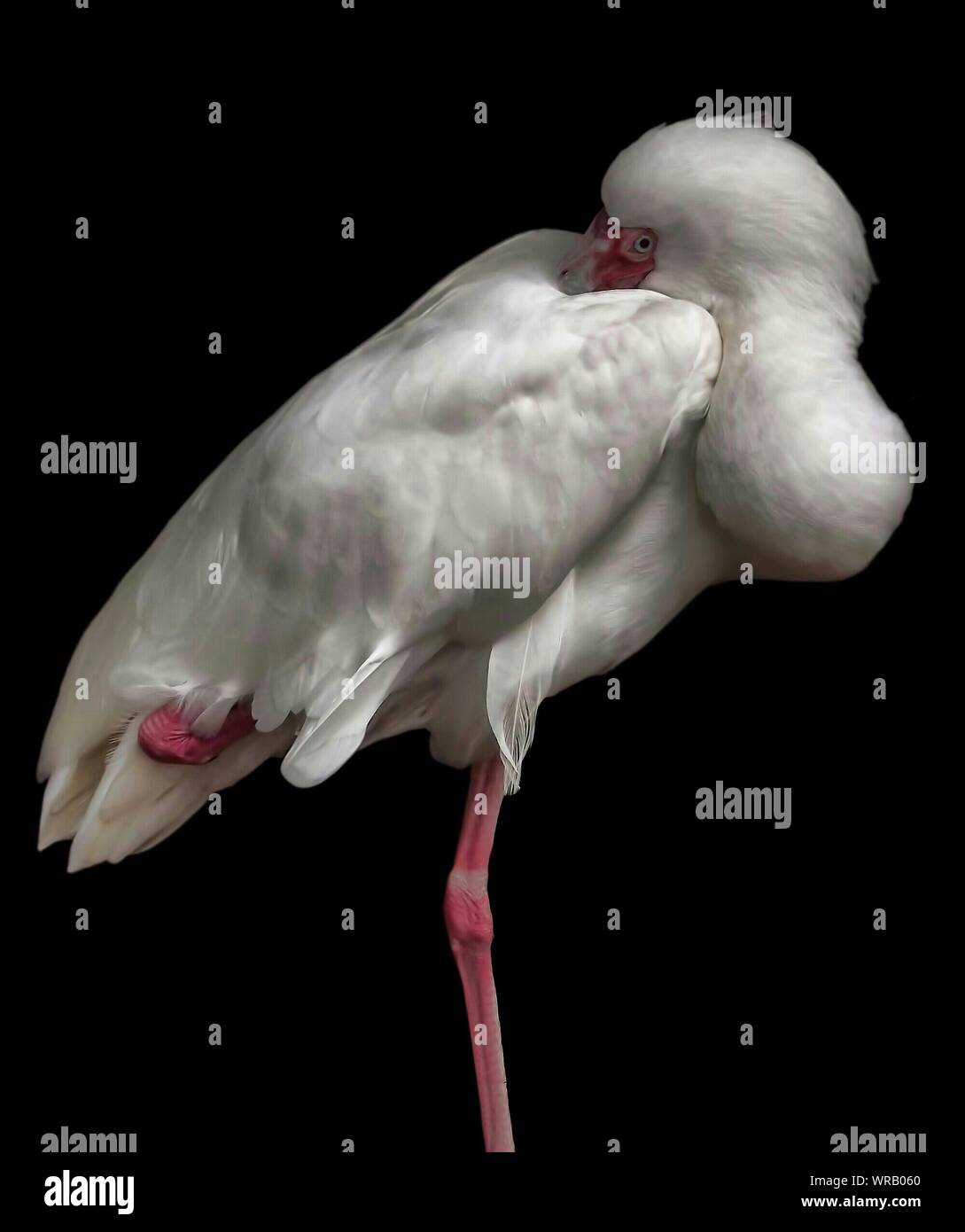 Crane standing on one leg hi-res stock photography and images - Alamy