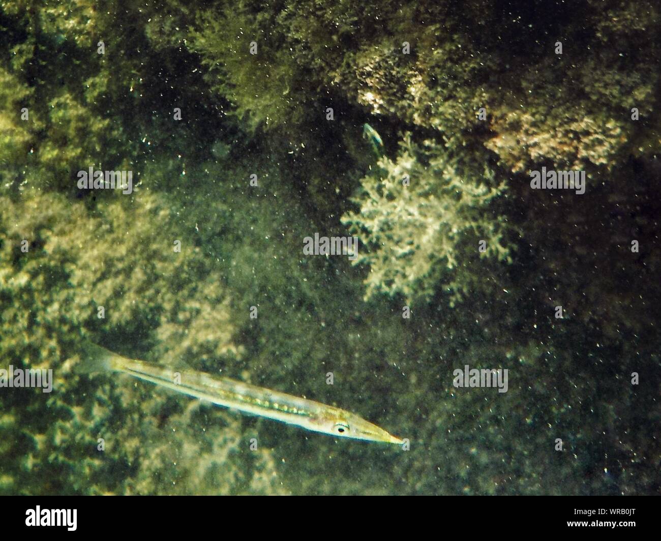 Barracuda fish swimming hi-res stock photography and images - Alamy
