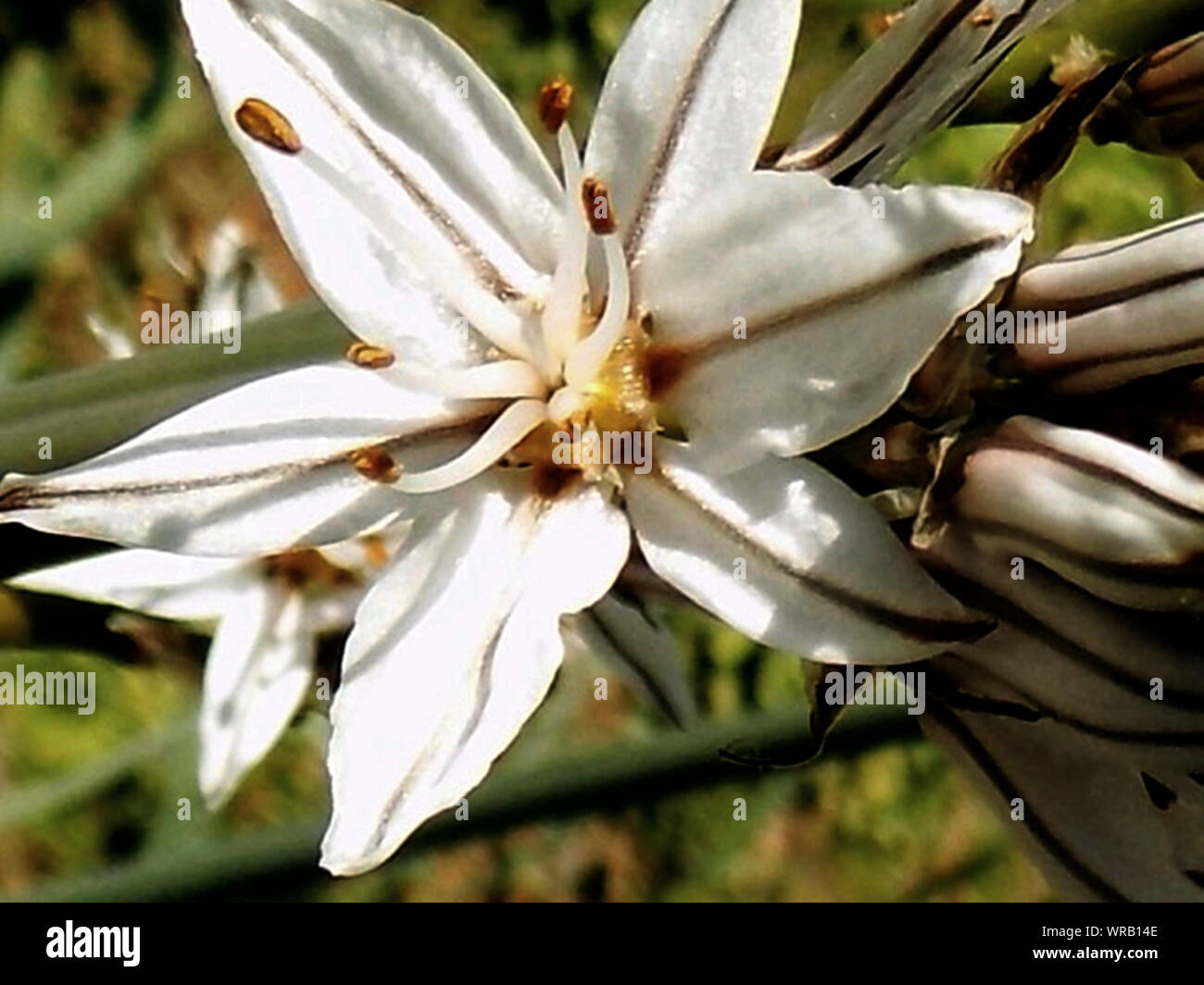 flower, lake, field, cactus, landscape, plant Stock Photo - Alamy