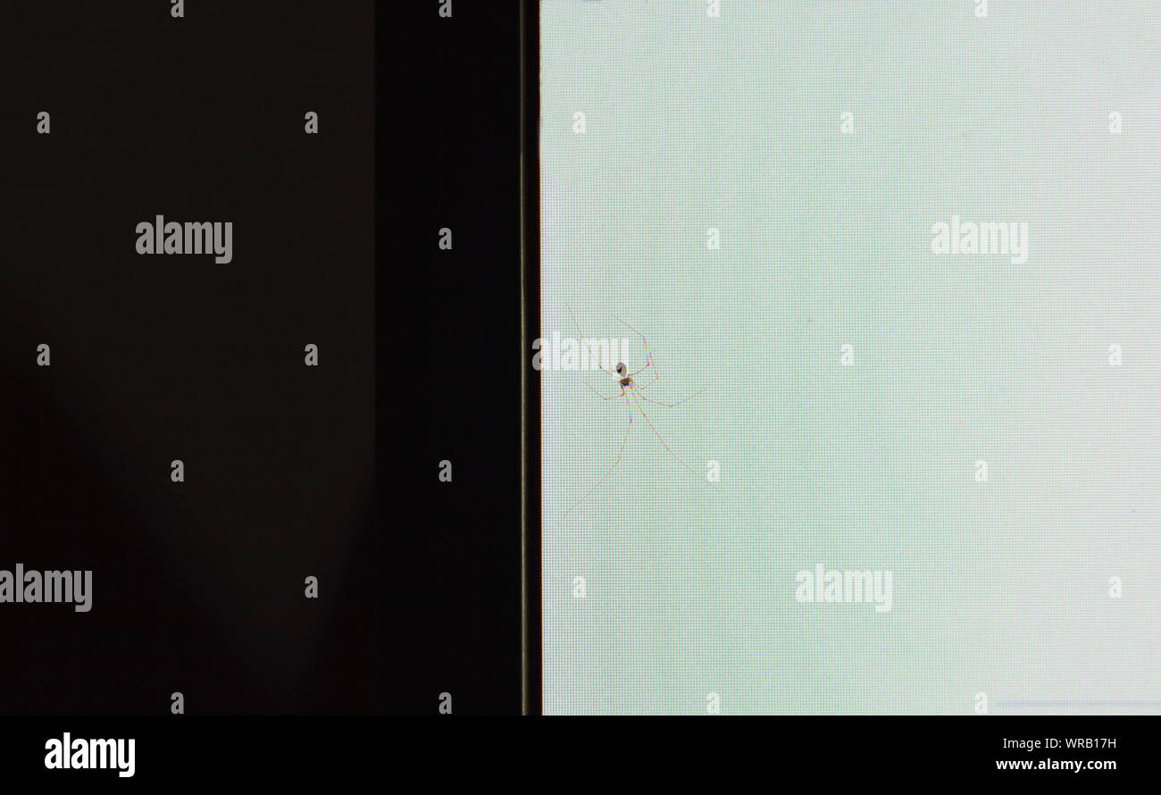 spider hanging on desktop computer screen Stock Photo - Alamy