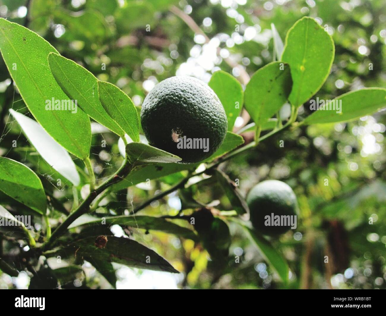 Calamansi tree hi-res stock photography and images - Alamy
