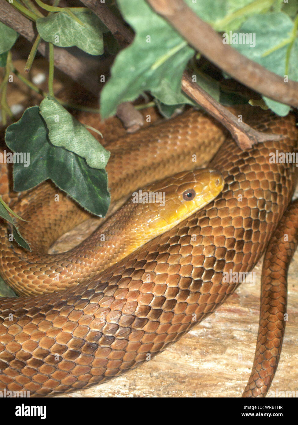 Amazing Thamnophis garter snake in the forest, Venezuela, South America ...