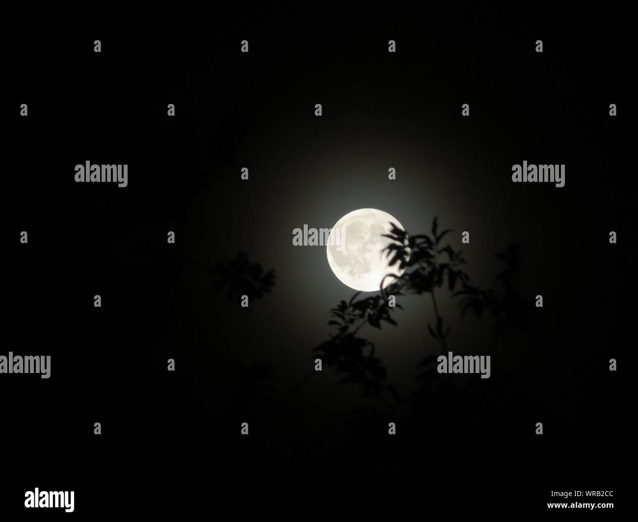 Moon Tree Silhouette High Resolution Stock Photography and Images - Alamy