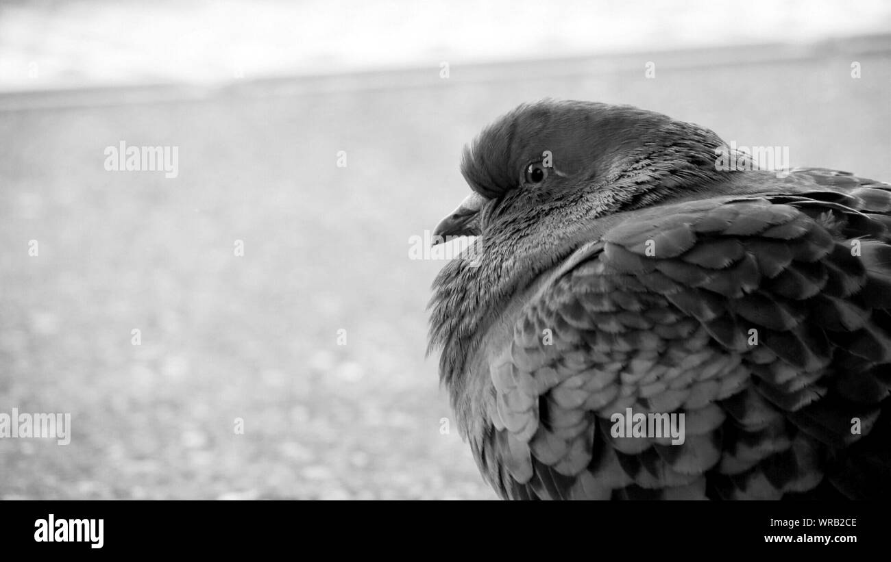Pigeon Side View Black and White Stock Photos & Images - Alamy