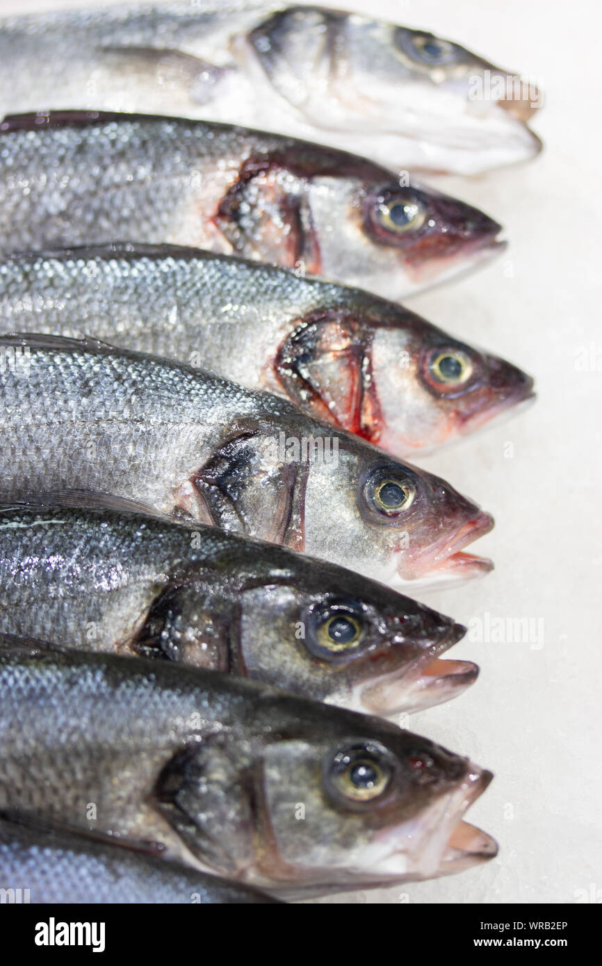 Dicentrarchus labraxis fish also known as the white sea bass. Fresh ...