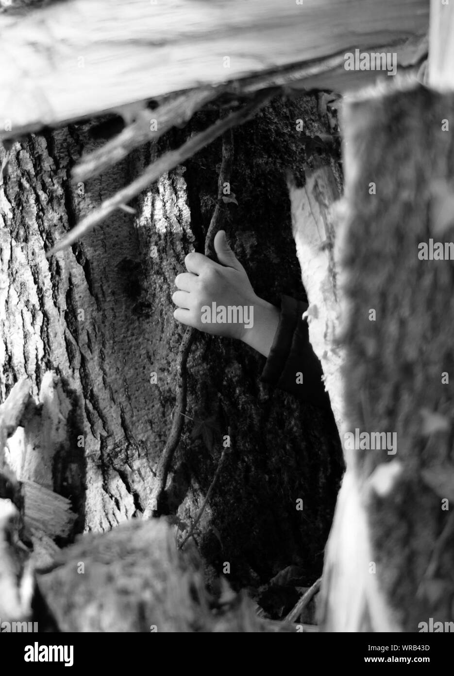 One tree stick hi-res stock photography and images - Alamy