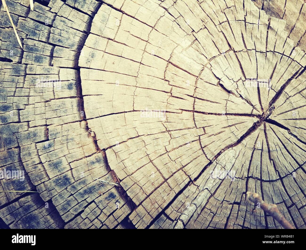 Log trunk cross section hi-res stock photography and images - Alamy