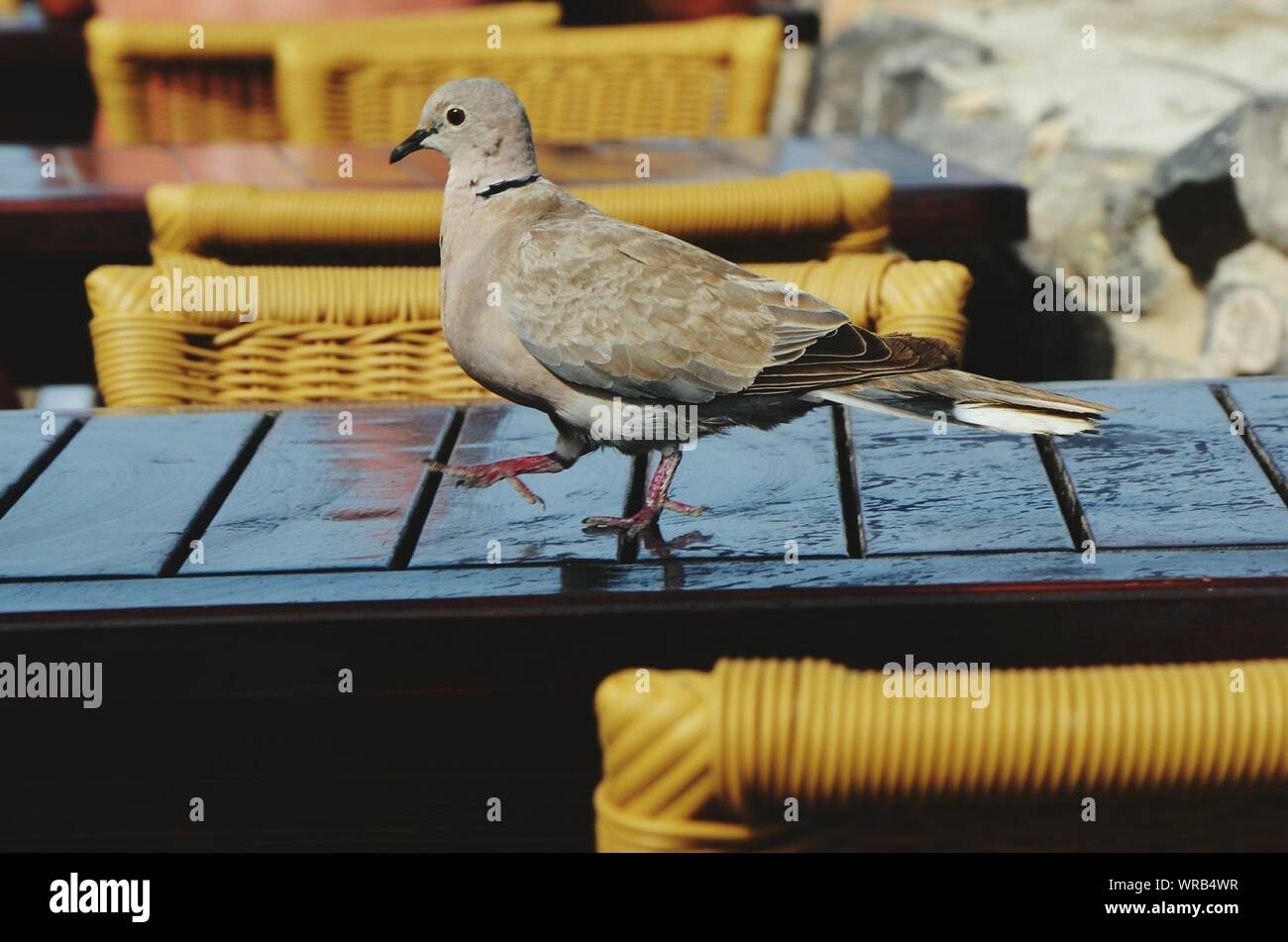 Wet dove hi-res stock photography and images - Alamy