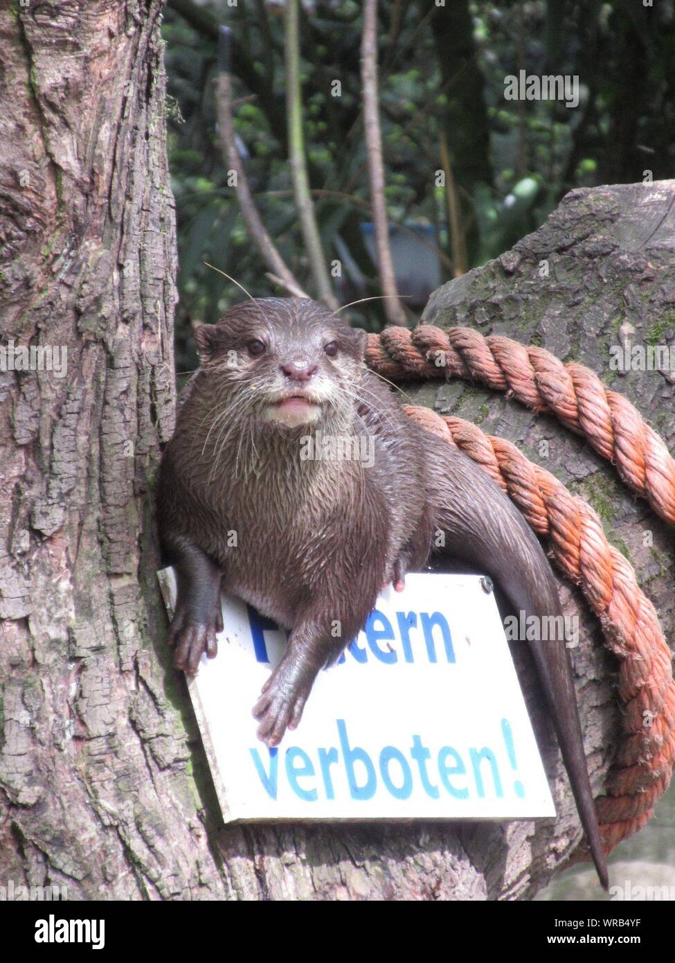 Otter sitting High Resolution Stock Photography and Images - Alamy