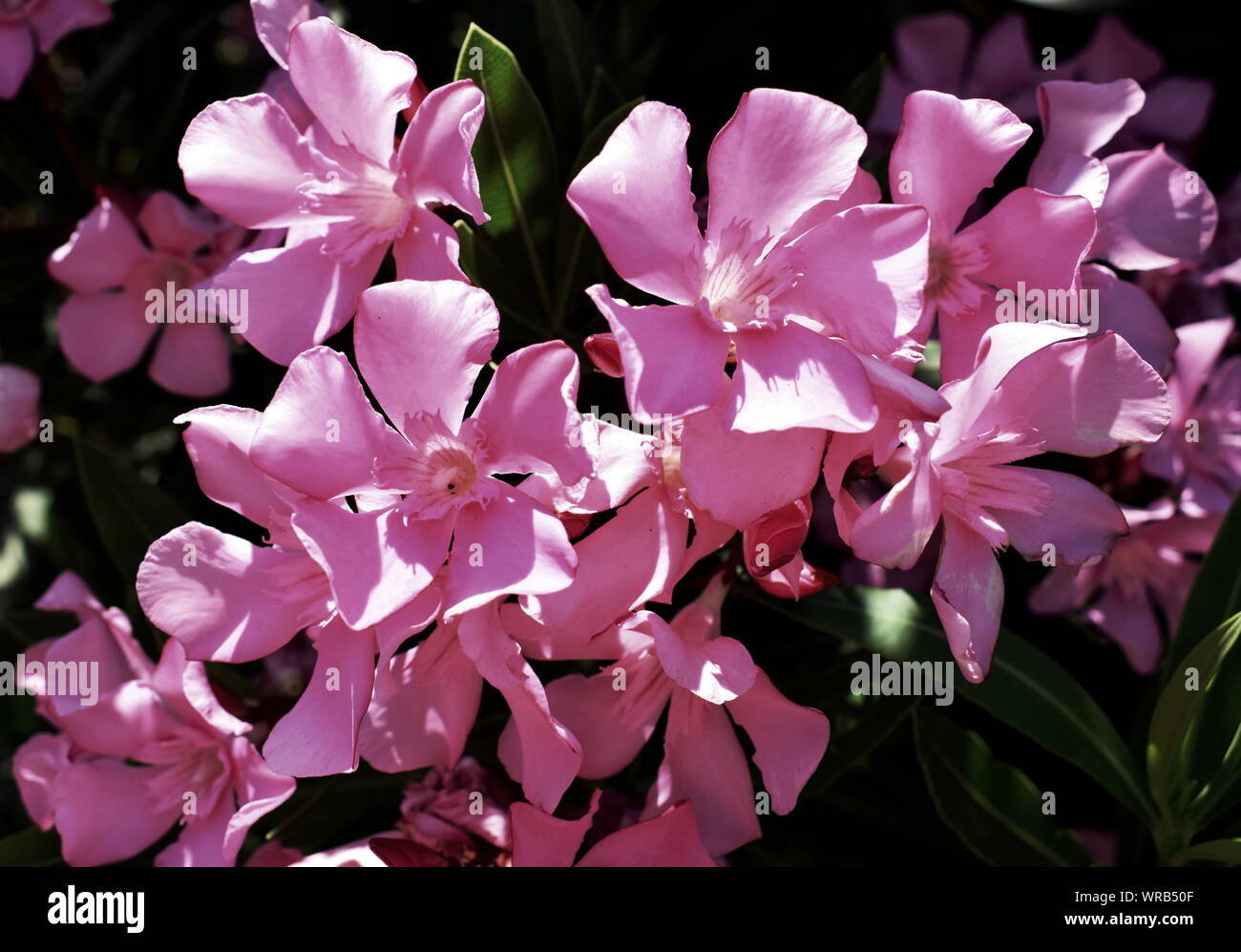 flower, lake, field, cactus, landscape, plant Stock Photo - Alamy