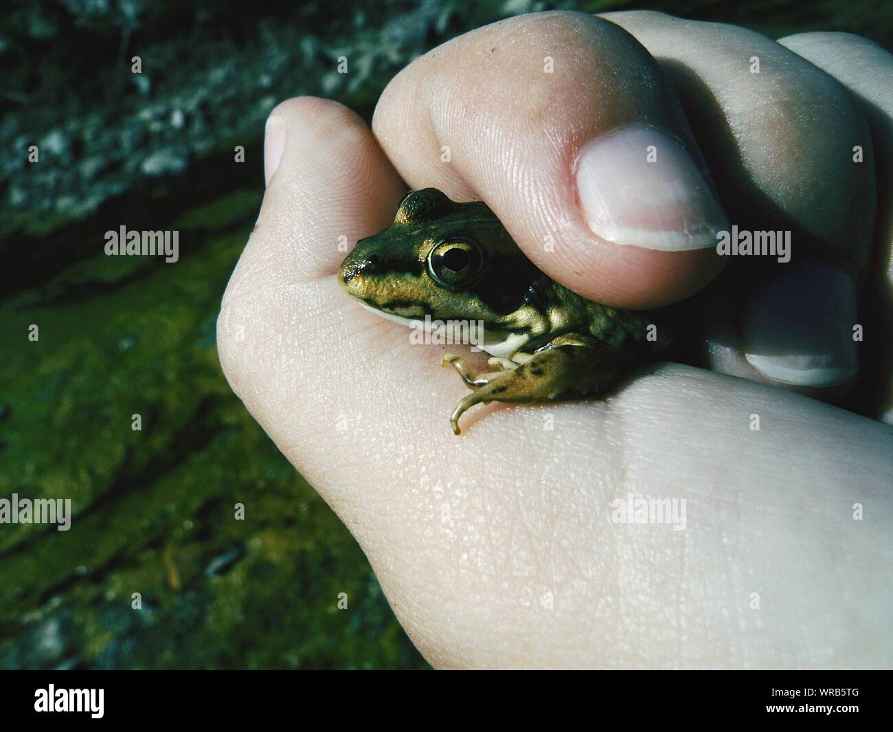 A hand holding a frog hi-res stock photography and images - Alamy