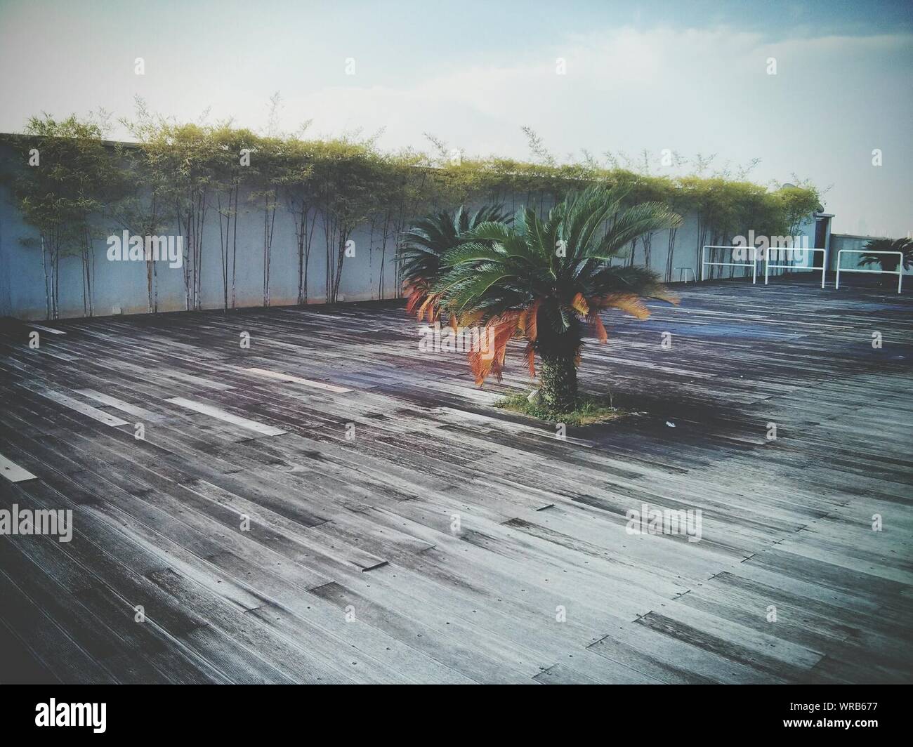 Palm Tree Growing On Terrace Stock Photo - Alamy