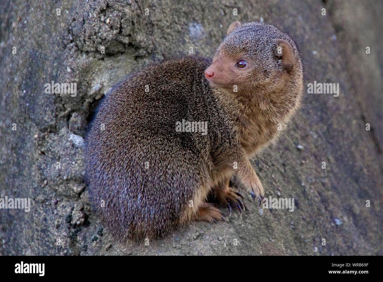 Mongoose Tree High Resolution Stock Photography and Images - Alamy