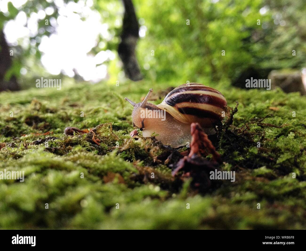 Bush snail hi-res stock photography and images - Alamy