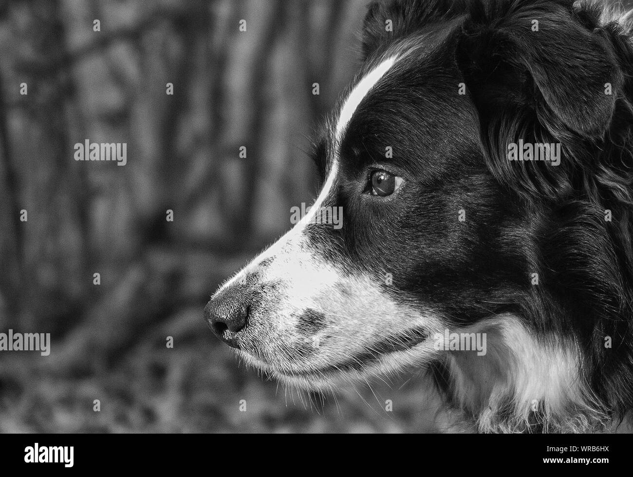 Side view border collie head hi-res stock photography and images - Alamy