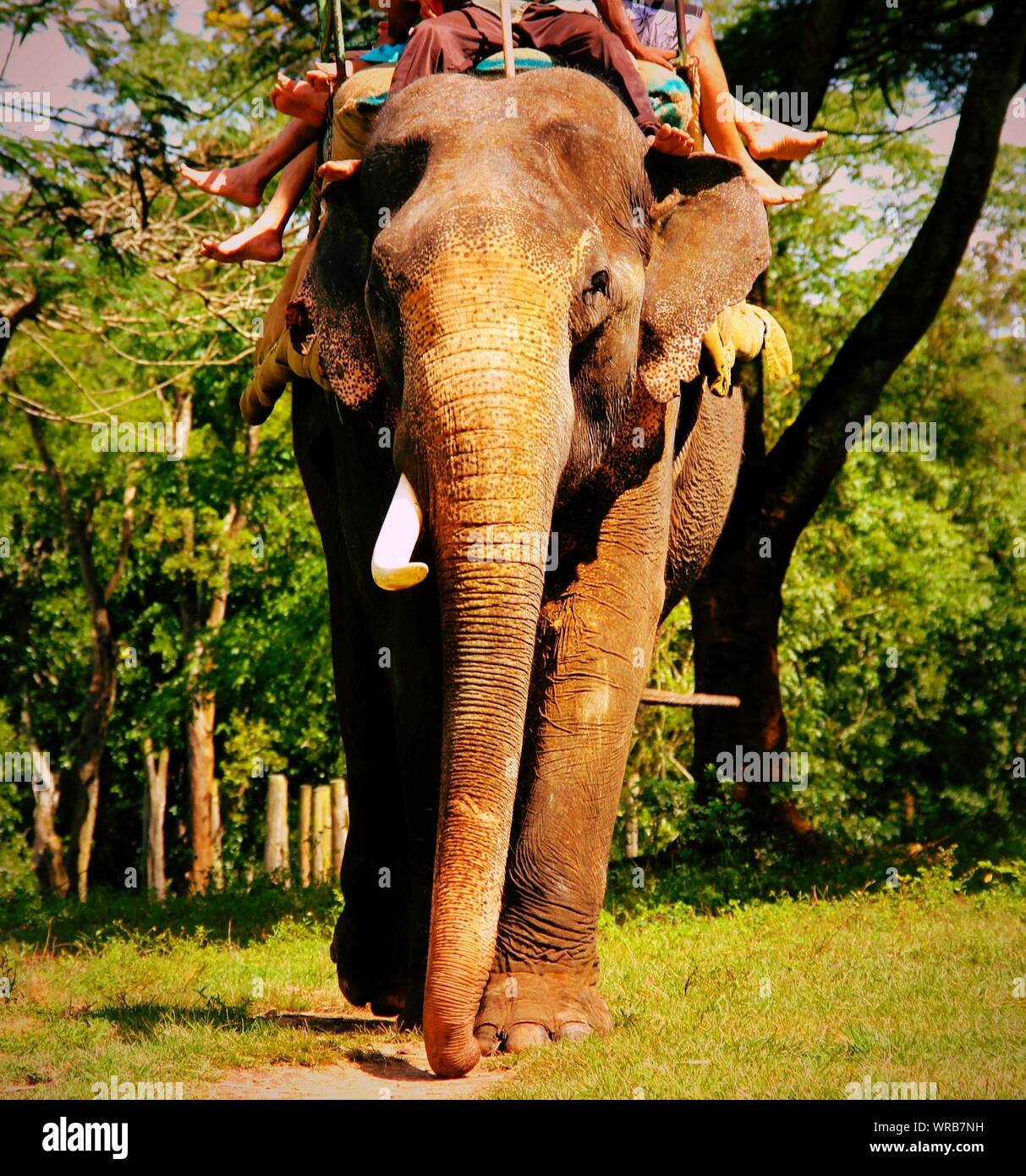 Back view elephant hi-res stock photography and images - Alamy