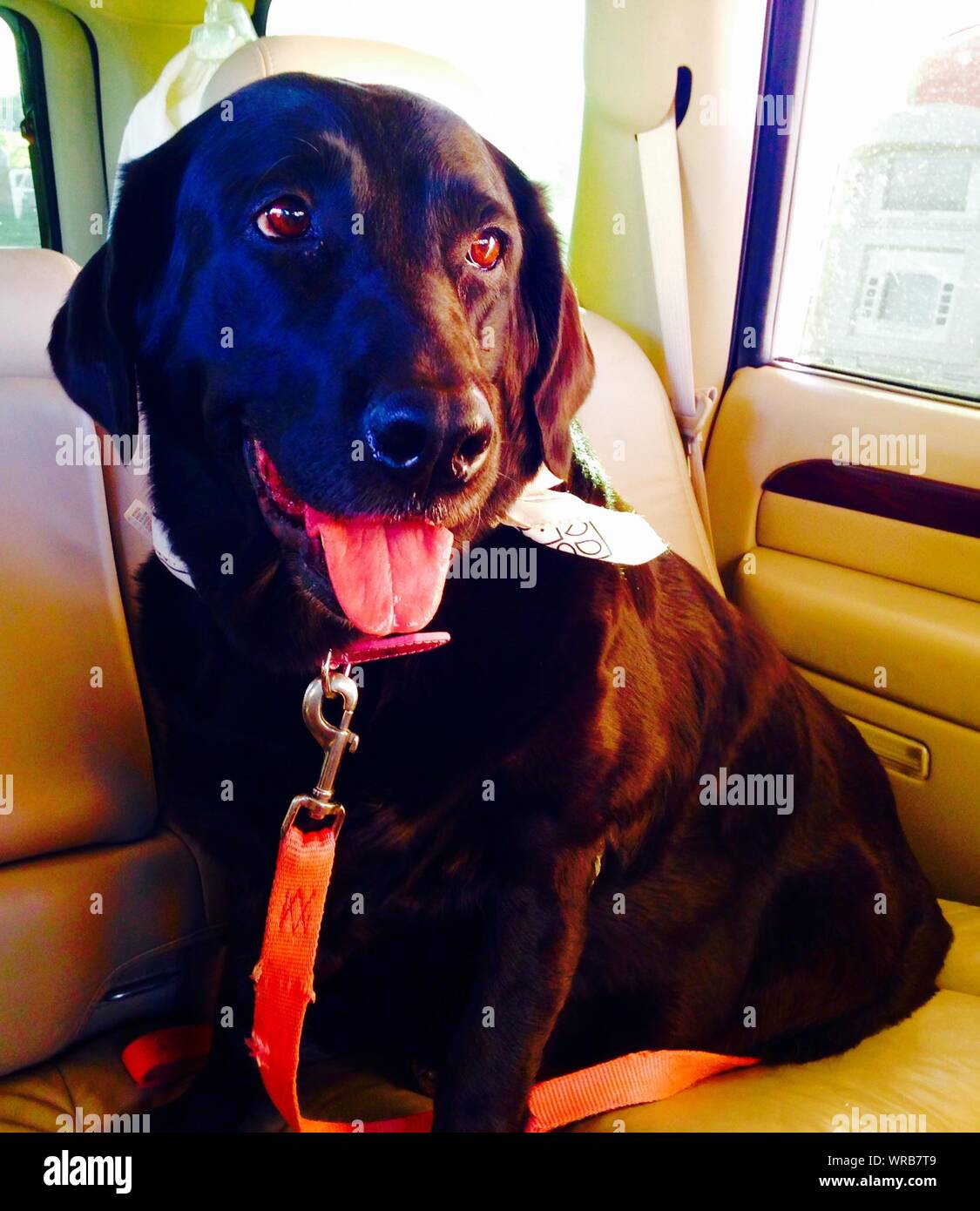 Black labrador sitting up hi-res stock photography and images - Alamy