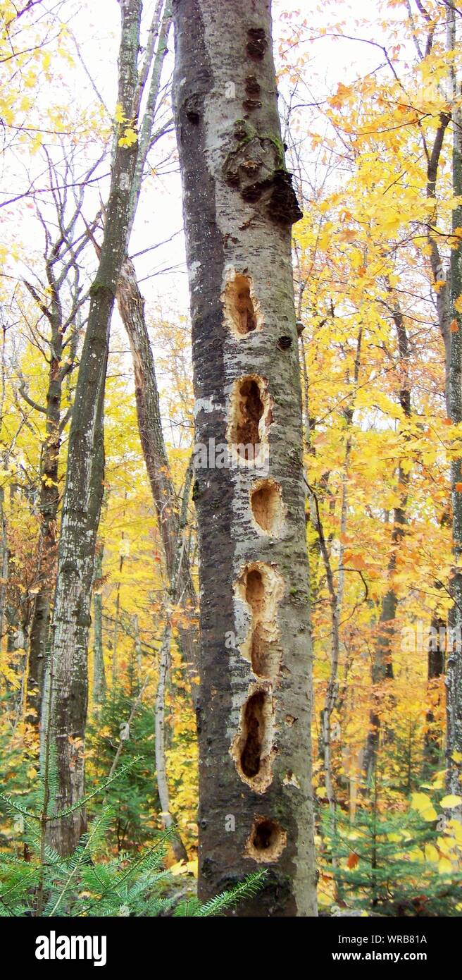 Forest holes hi-res stock photography and images - Alamy