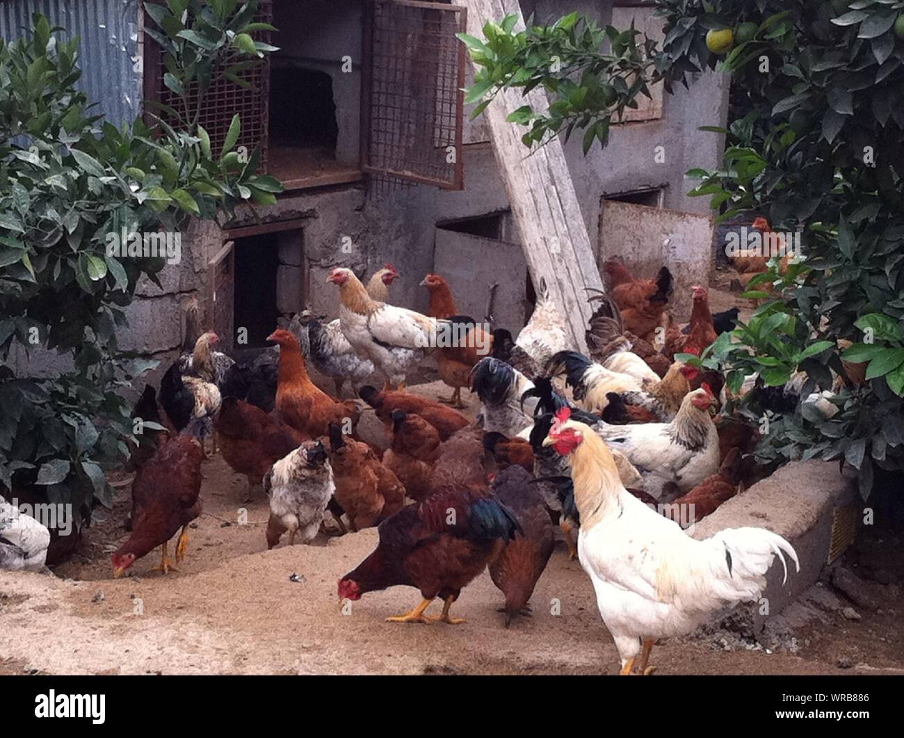 Large group chickens hi-res stock photography and images - Alamy
