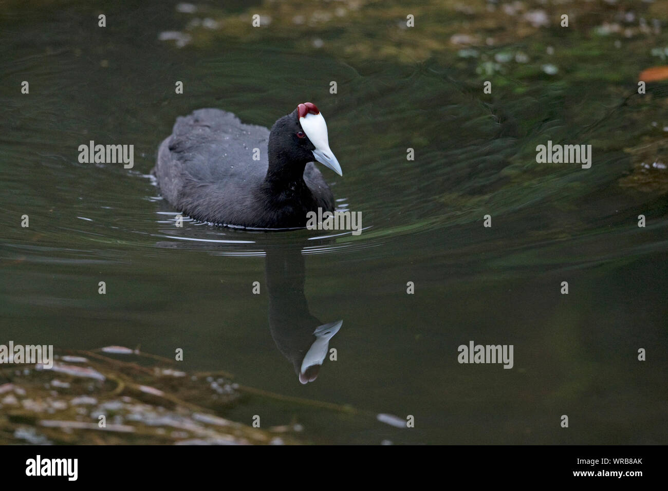 Red knobbed coots hi-res stock photography and images - Alamy