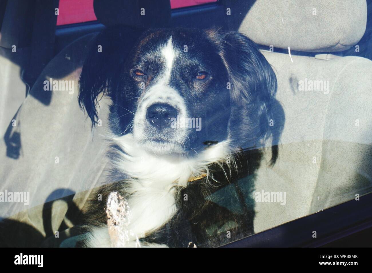 Border Collie Sitting On Seat In Car Stock Photo - Alamy