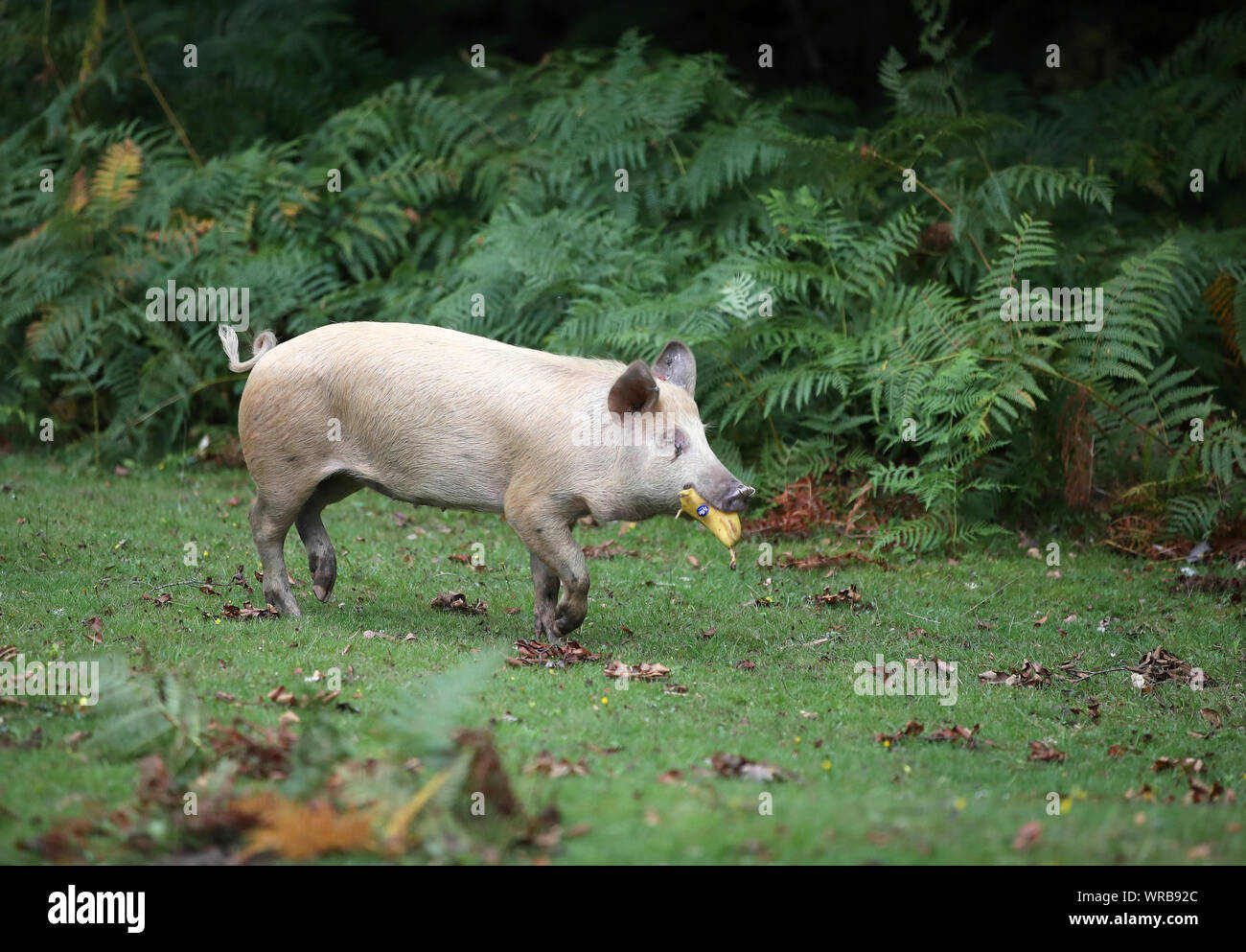 New forest pigs ponies hi-res stock photography and images - Alamy