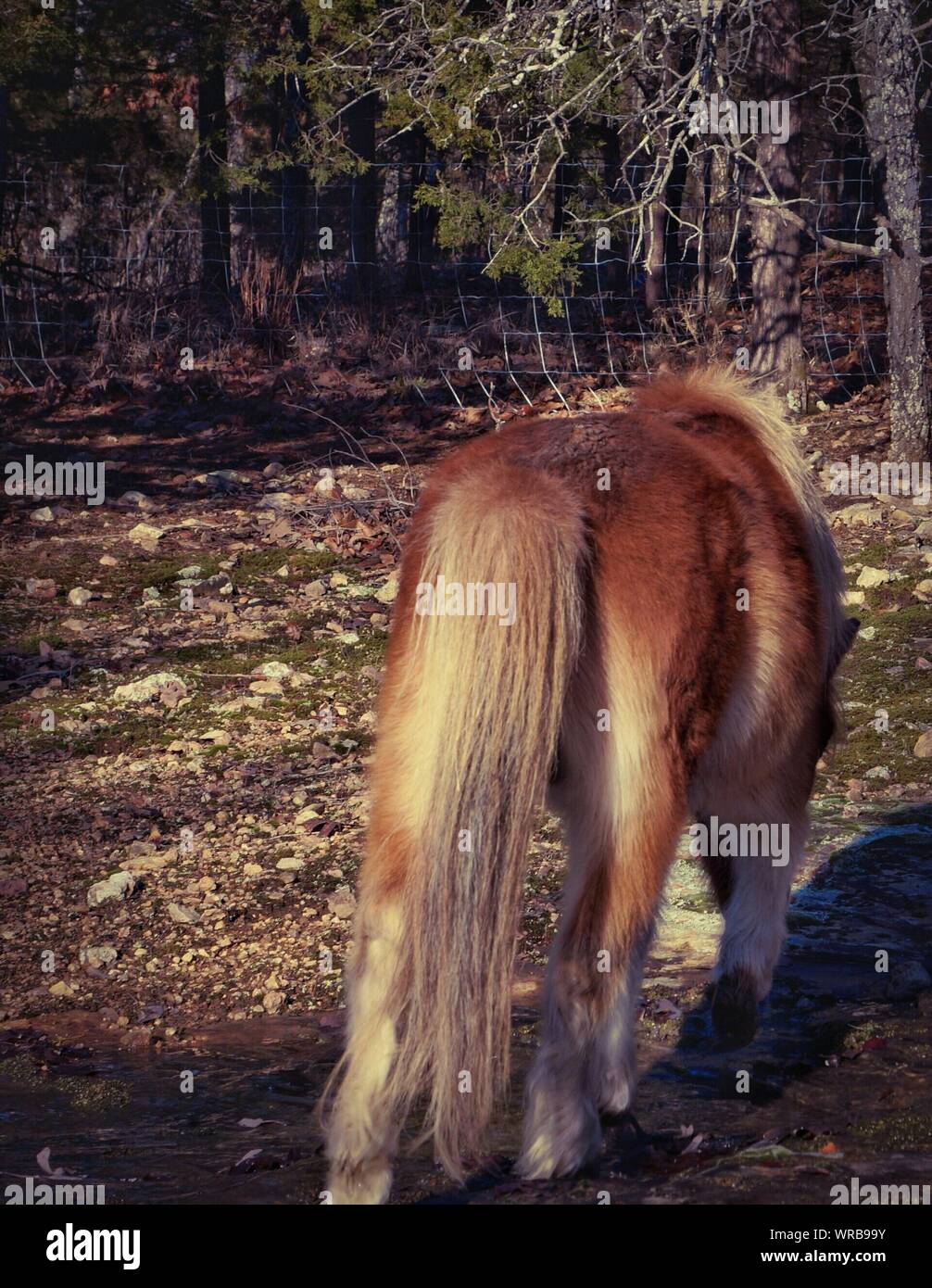 Rear view of horse hi-res stock photography and images - Alamy