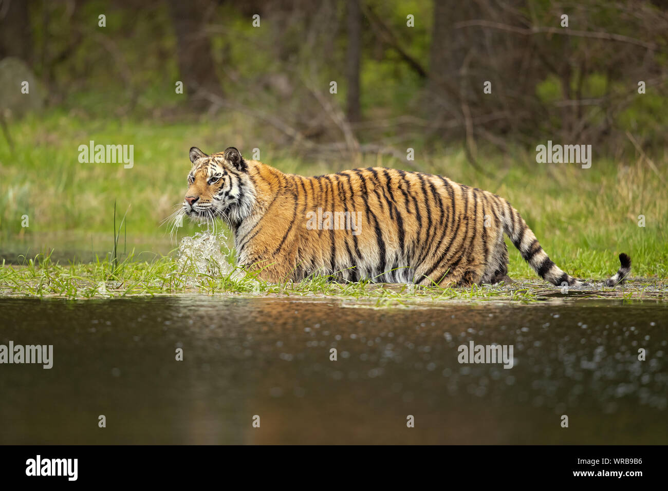 Siberian tiger is a Panthera tigris tigris population in the Russian ...