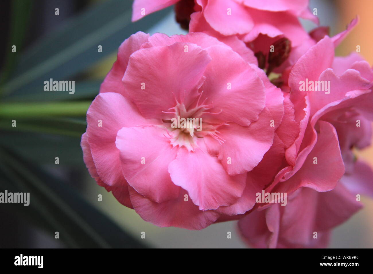 Seasonal flowers hi-res stock photography and images - Alamy