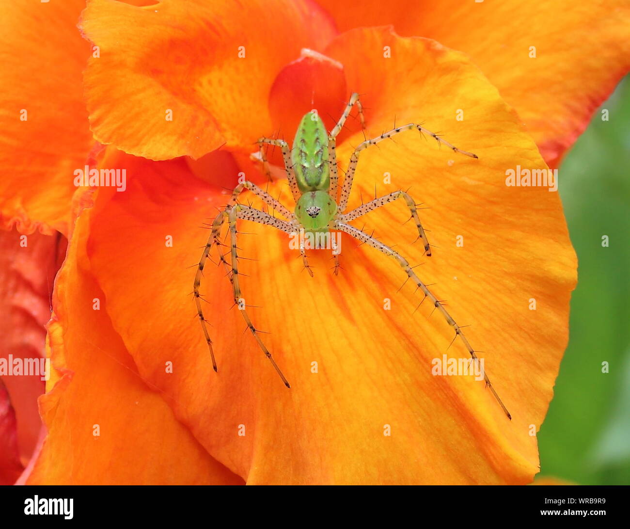 Green spider hi-res stock photography and images - Alamy