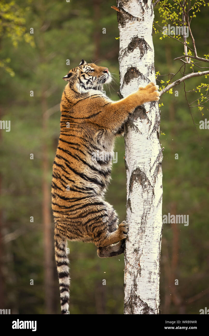 The tiger's tail hi-res stock photography and images - Alamy