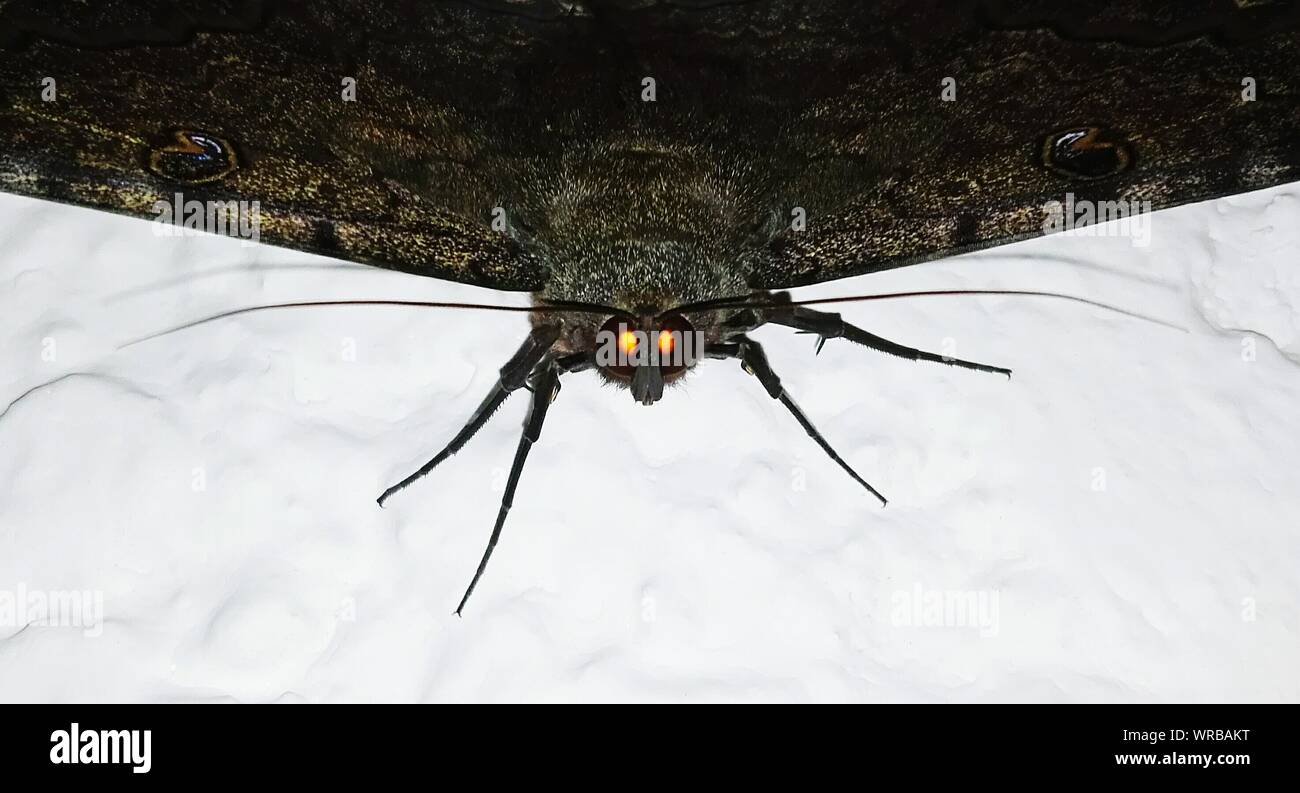 Snow Butterfly High Resolution Stock Photography and Images - Alamy