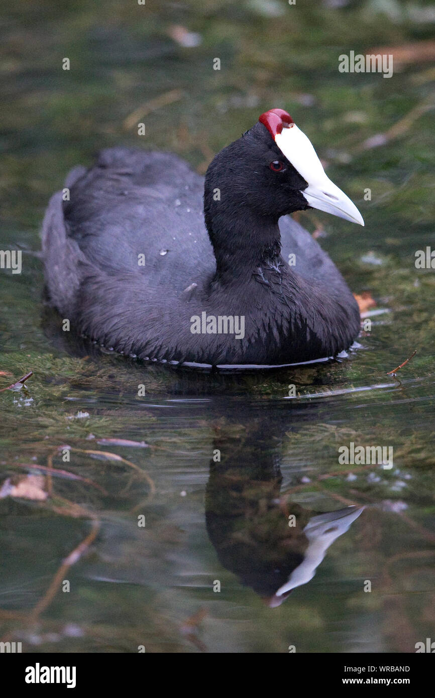 Red-knobbed Coot (Fulica cristata Stock Photo - Alamy