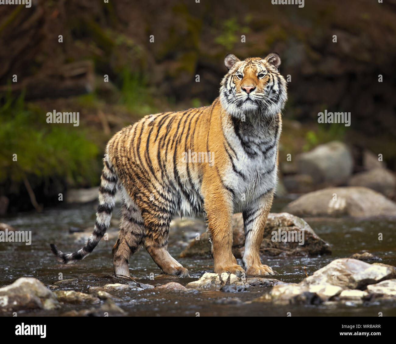 Siberian tiger is a Panthera tigris tigris population in the Russian ...
