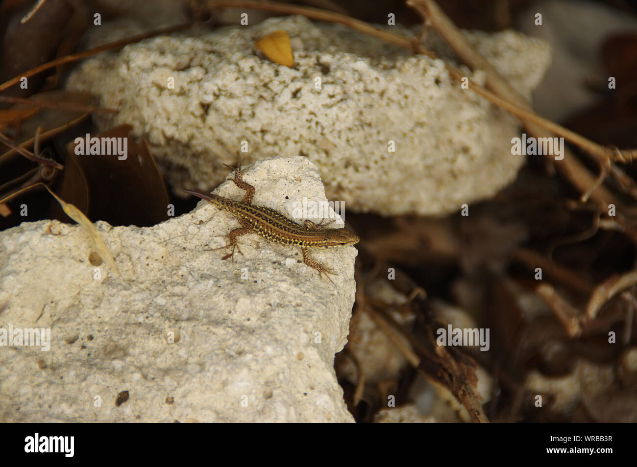 A young lizard with a new regrowth tail on a stone. Reptile in the wild ...