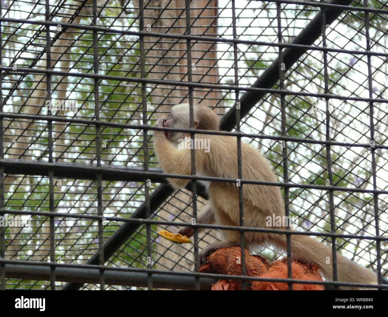 Monkey trapped in cage hi-res stock photography and images - Alamy