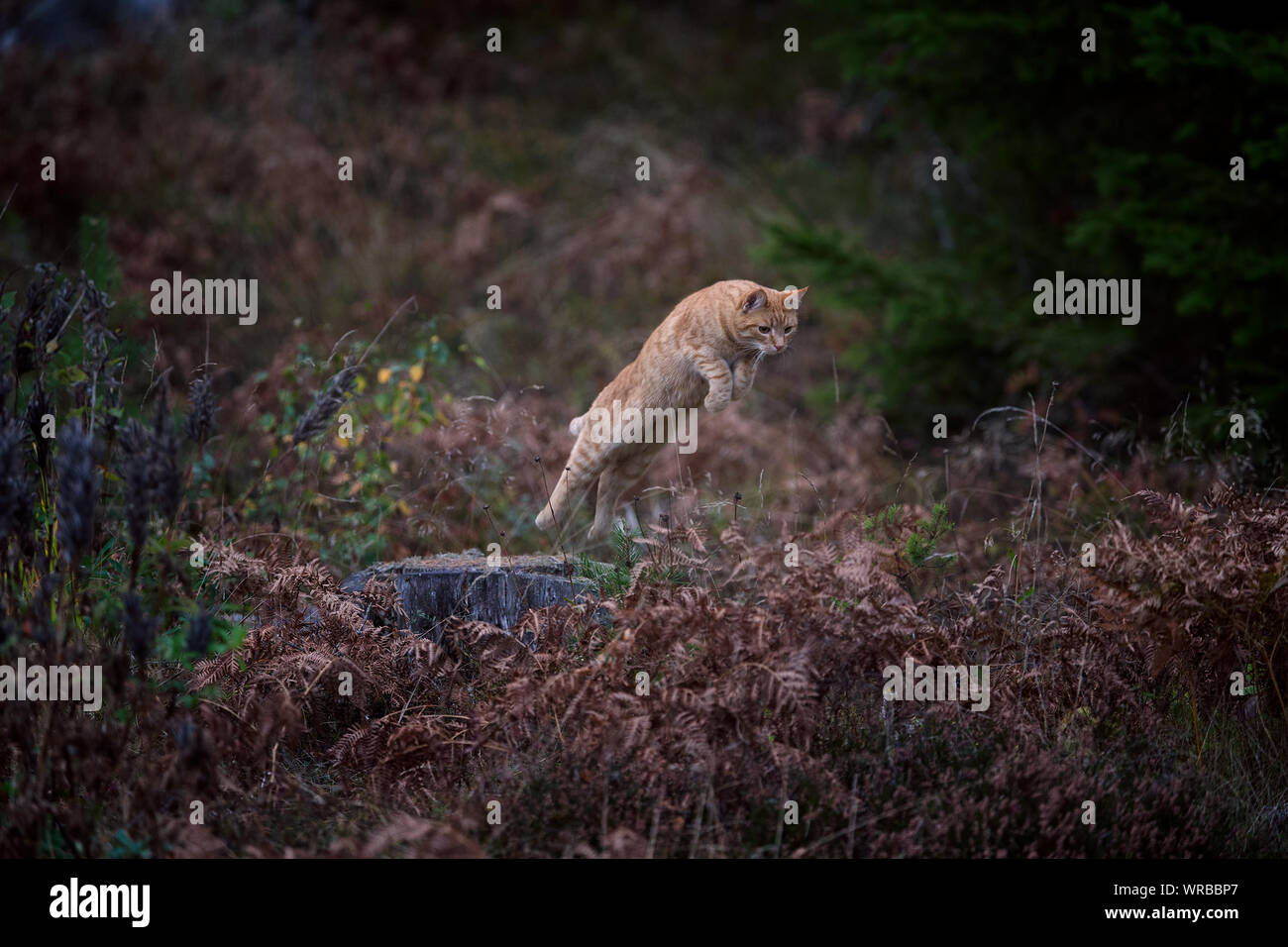 Wild cat jumping hi-res stock photography and images - Alamy