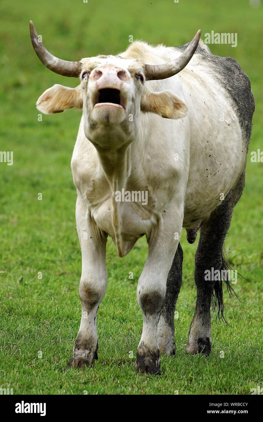 Mooing Cow