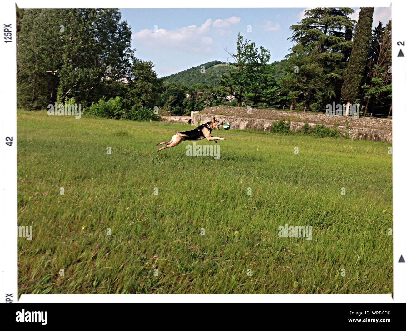 Park ball dog hi-res stock photography and images - Alamy