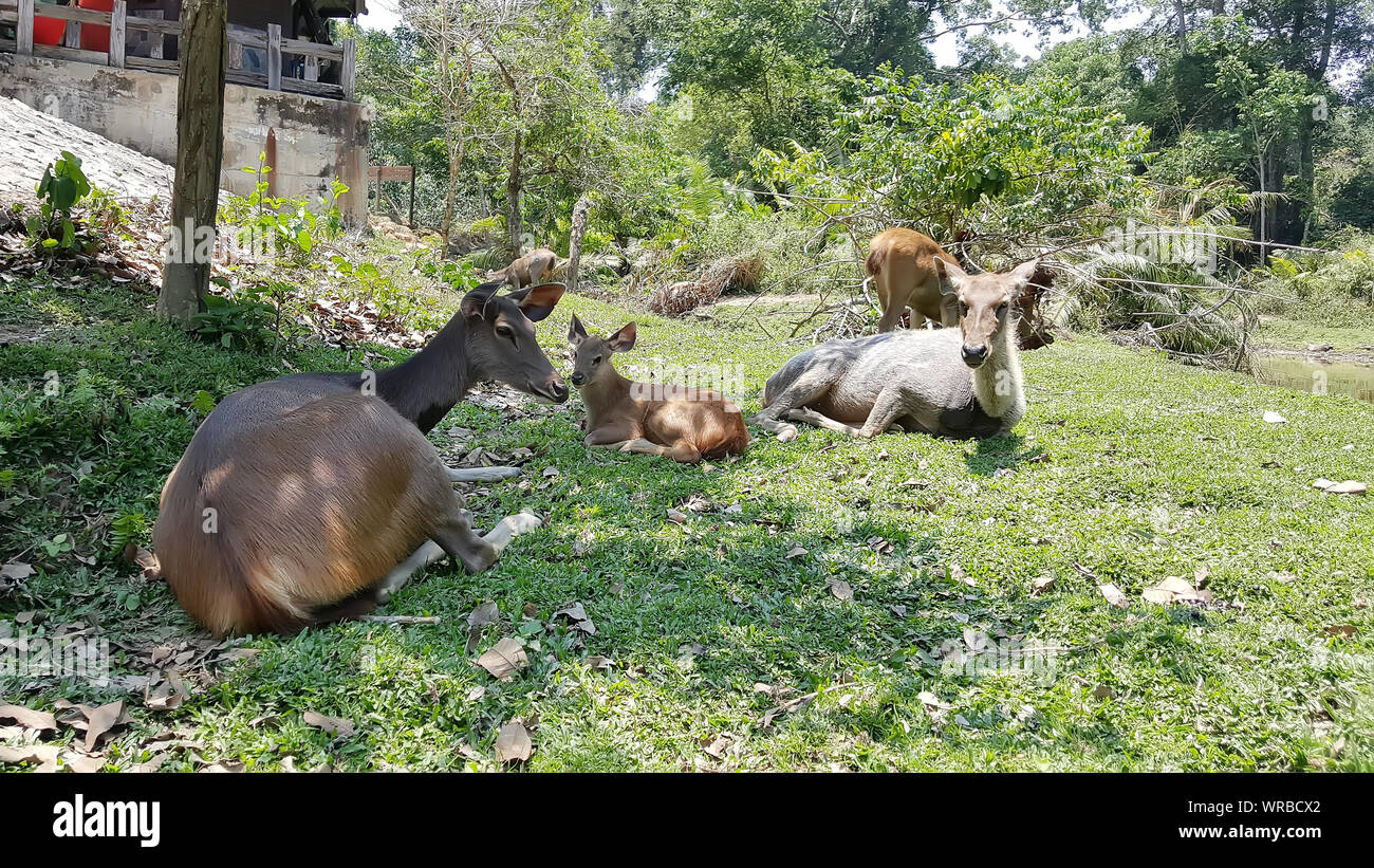 Sleeping red deer hi-res stock photography and images - Alamy